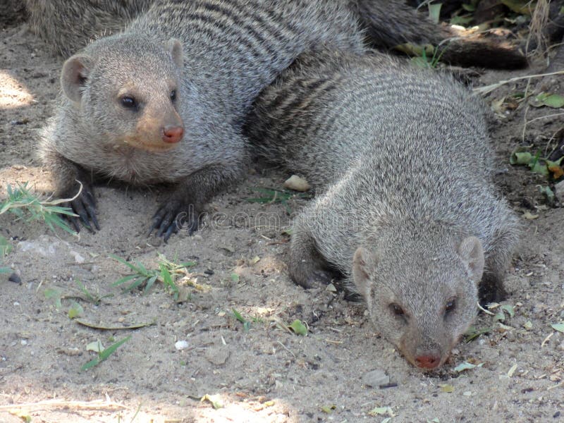 2,317 Mangusto Fotos - Fotos de Stock Gratuitas e Fotos Royalty-Free ...