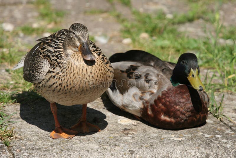 Patos Felices Fotos - Libres de Derechos y Gratuitas de Dreamstime