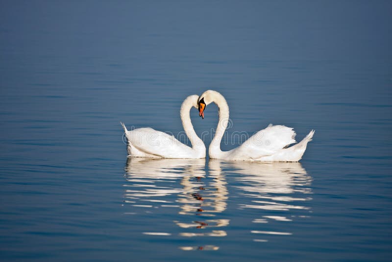 Pares De Cisnes Blancos En Amor Imagen de archivo - Imagen de azul ...