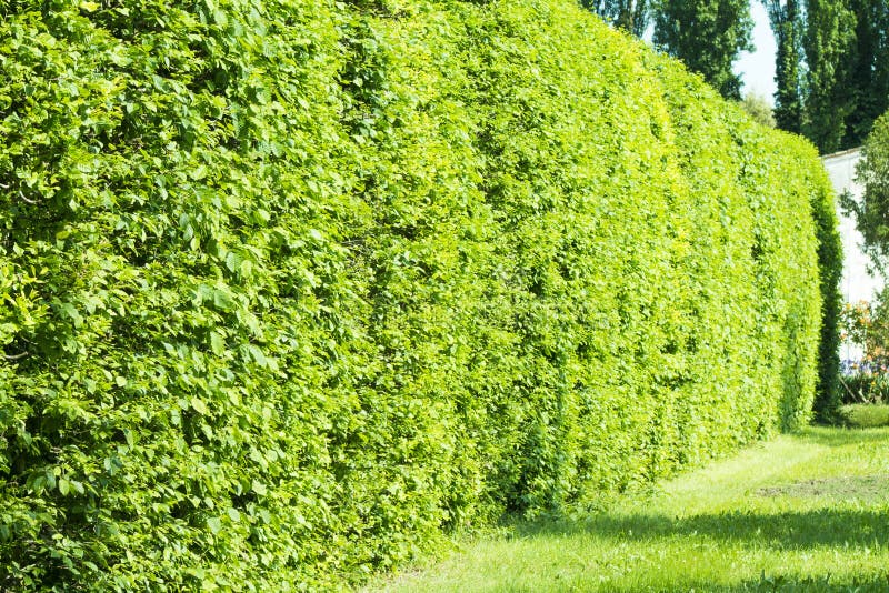 Parete dei cespugli verdi fotografia stock. Immagine di contorno - 42552760