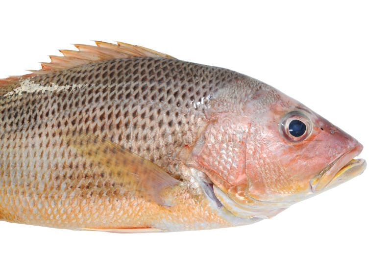 Pargo rojo imagen de archivo. Imagen de fresco, pescados - 11860363