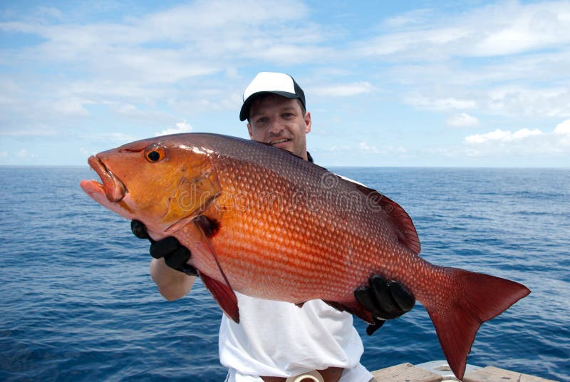 Pargo Rojo Foto de archivo - Imagen: 33854150