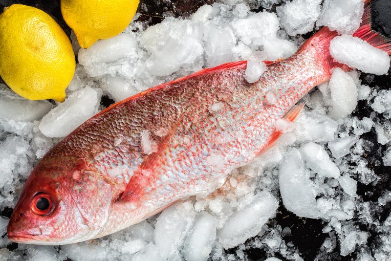 Pargo Rojo Con Los Limones En El Hielo Imagen de archivo - Imagen de ...