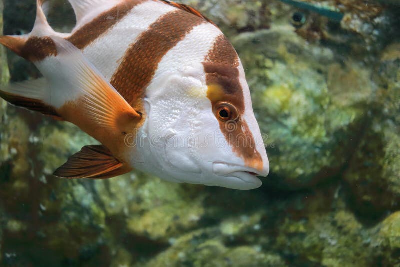 Pargo rojo del emperador imagen de archivo. Imagen de fresco - 71699073