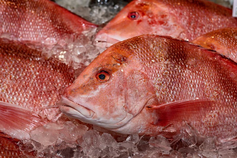 Pargo rojo en el hielo foto de archivo. Imagen de marina - 131803596