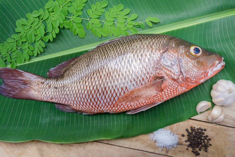 Pargo rojo del ajo imagen de archivo. Imagen de snapper - 2900943