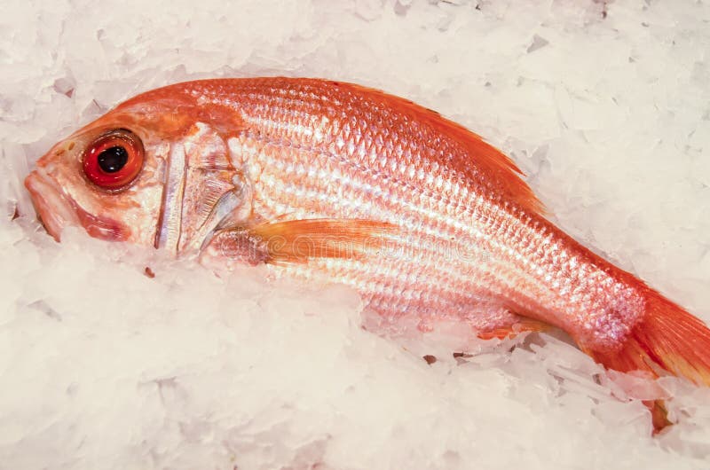 Pargo rojo fresco foto de archivo. Imagen de rojo, eating - 2405394