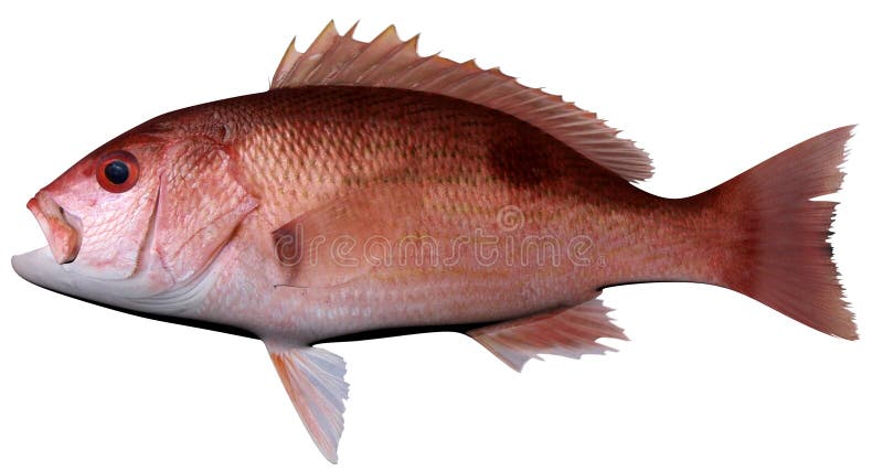 Pargo Ilustraciones Stock, Vectores, Y Clipart – (78 Ilustraciones Stock)