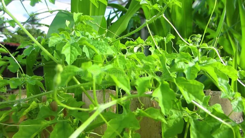 Paria plant stock footage. Video of delicious, freshness - 245819988