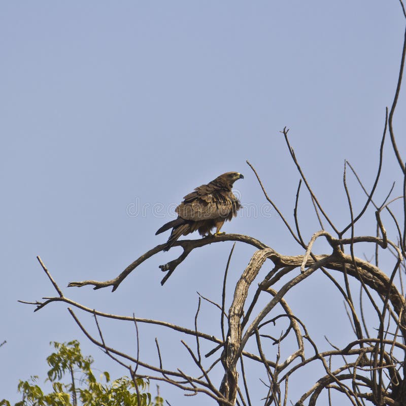 Pariah kite stock photo. Image of ahmedabad, migrans - 60466458