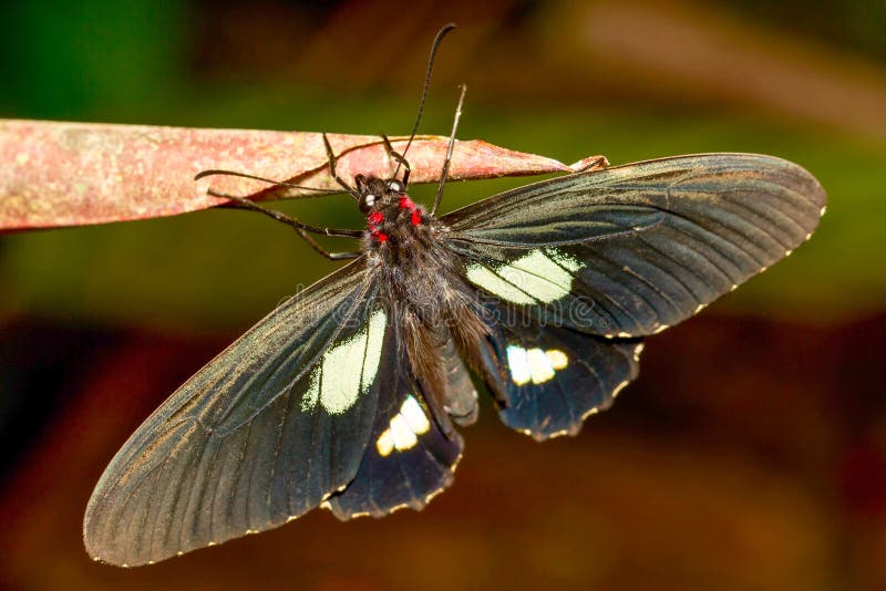 Parides Arcas Open stock photo. Image of green, cute - 61380154