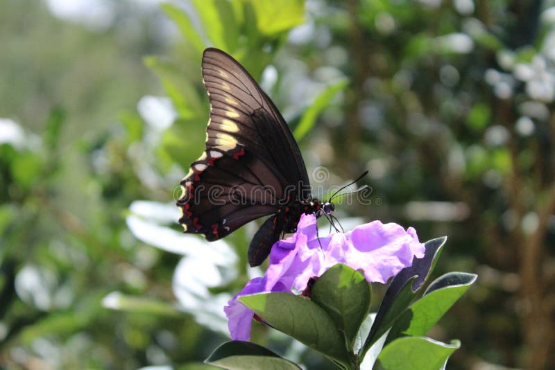 Bunichus Stock Photos - Free & Royalty-Free Stock Photos from Dreamstime