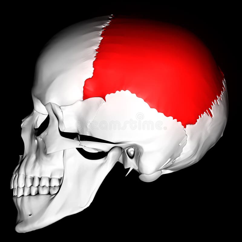 Parietal Bone stock illustration. Illustration of colour - 8016111