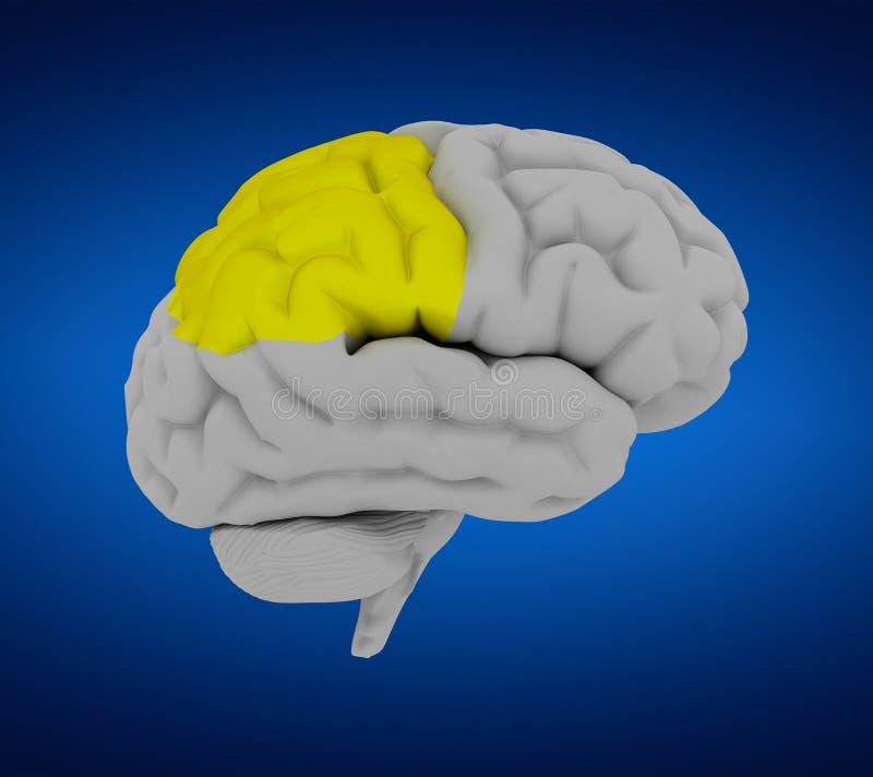 3D Rendering Illustration of Brain Stock Illustration - Illustration of ...