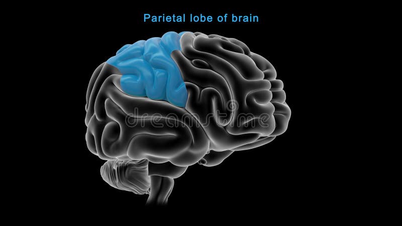 Parietal Lobe of Human Brain Stock Illustration - Illustration of ...