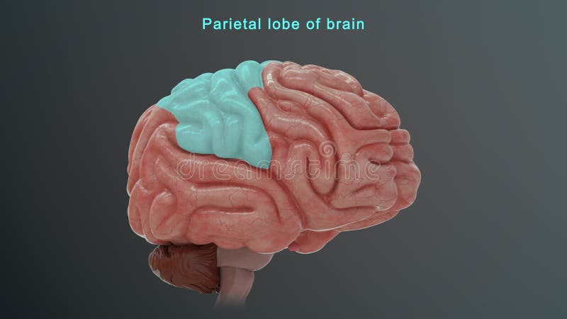 Parietal Lobe of Human Brain Stock Illustration - Illustration of ...