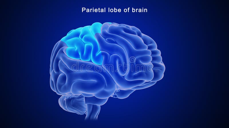 Parietal Lobe of Human Brain Stock Illustration - Illustration of gland ...