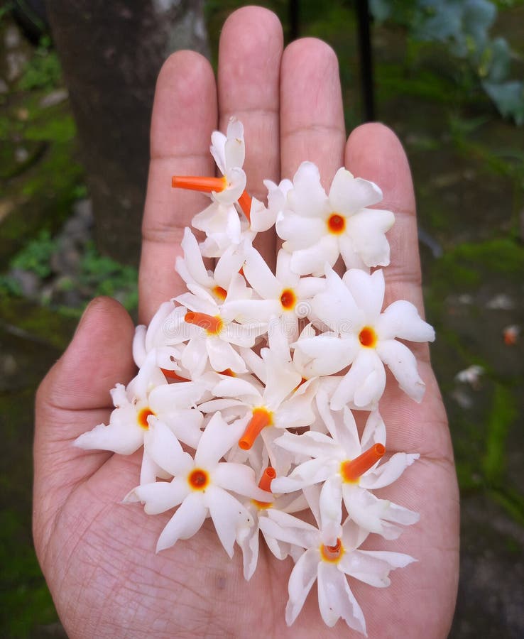 Parijatflower Stock Photos - Free & Royalty-Free Stock Photos from ...