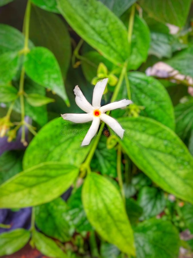 Prajakta flower stock image. Image of parijat, prajkta - 230414327