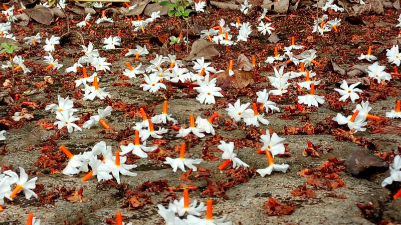 Parijatha Flower stock image. Image of fallen, ground - 121821767