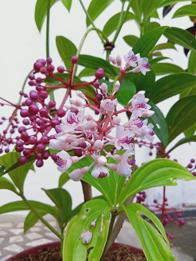 Parijotho Flower stock photo. Image of herb, plant, blossom - 208789370