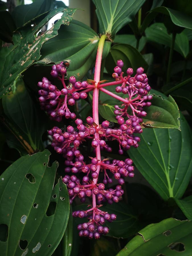 Parijoto Purple Fruit in Indonesia Stock Image - Image of fruit ...