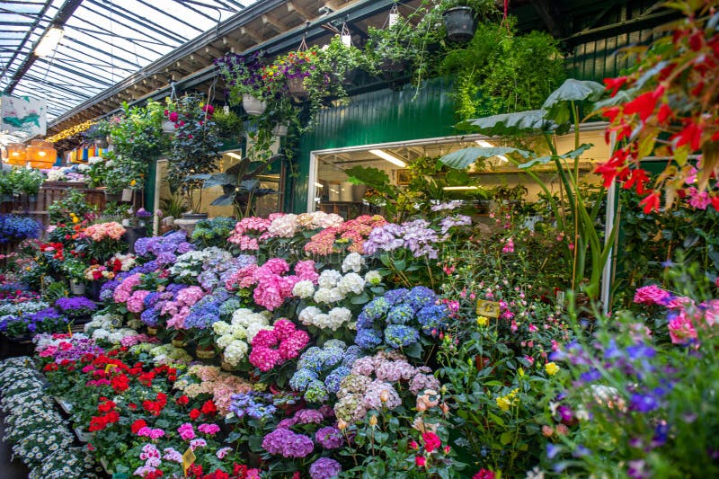 Paris - Flower Market of Ile De La Cite Stock Photo - Image of europe ...