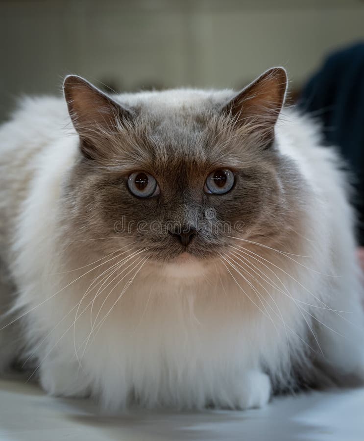 Paris, France - 02 26 2022: Competition Cat at the Agricultural Centre ...