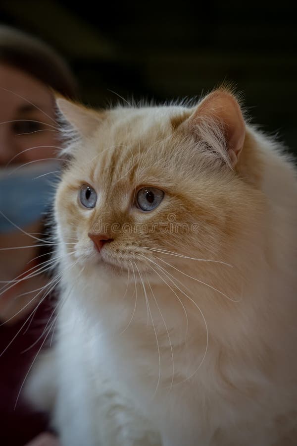 Paris, France - 02 26 2022: Competition Cat at the Agricultural Centre ...