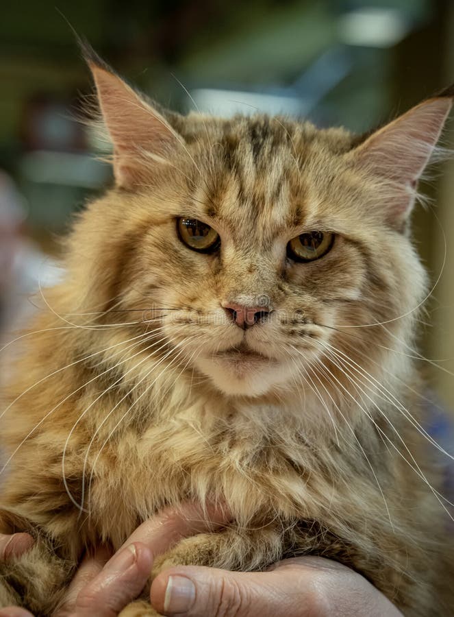 Paris, France - 02 26 2022: Competition Cat at the Agricultural Centre ...