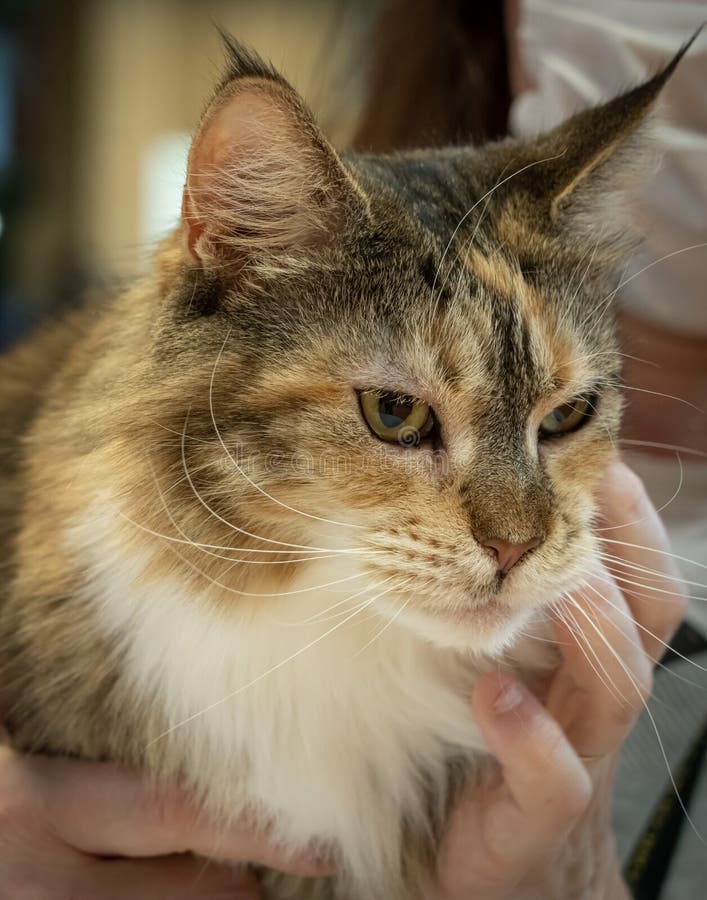 Paris, France - 02 26 2022: Competition Cat at the Agricultural Centre ...