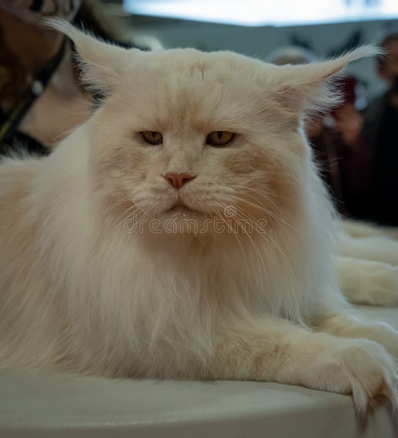 Paris, France - 02 26 2022: Competition Cat at the Agricultural Centre ...