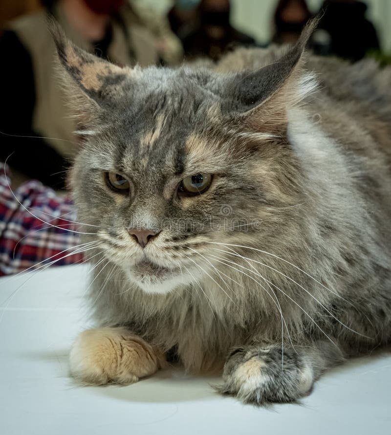 Paris, France - 02 26 2022: Competition Cat at the Agricultural Centre ...
