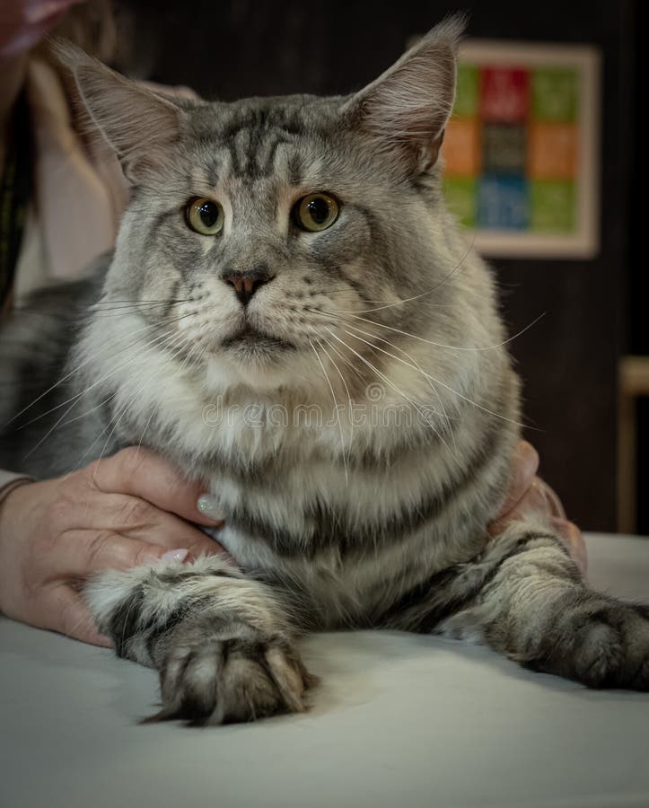 Paris, France - 02 26 2022: Competition Cat at the Agricultural Centre ...