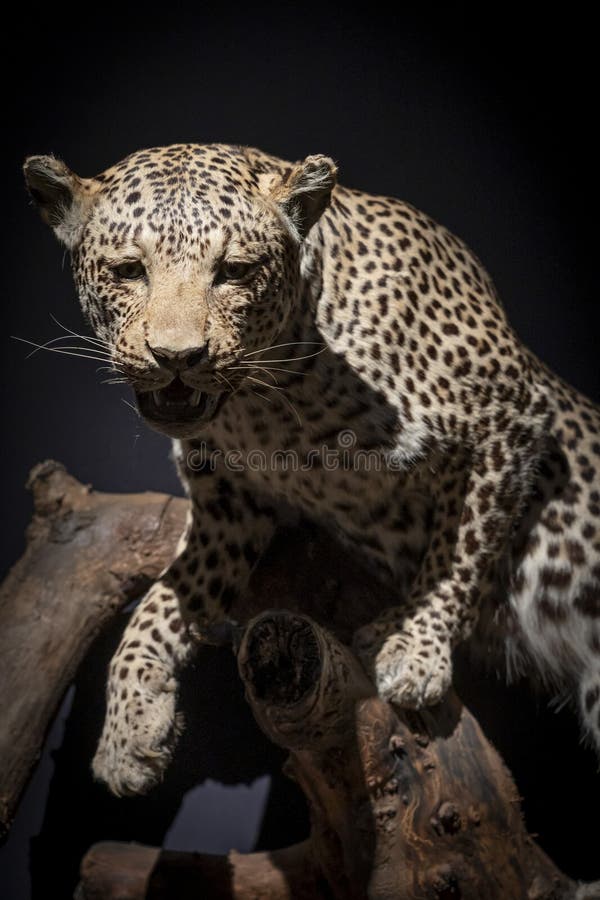 Paris, France - 06 10 2023: the Great Evolution Gallery of Paris. Felines Exhibition. View of a ...