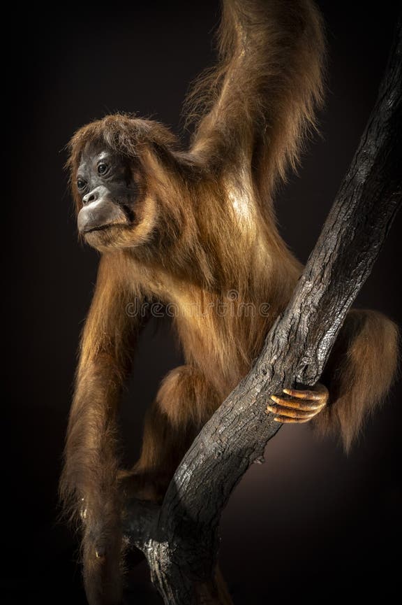 Paris, France - 12 15 2023: the Great Evolution Gallery of Paris. View ...