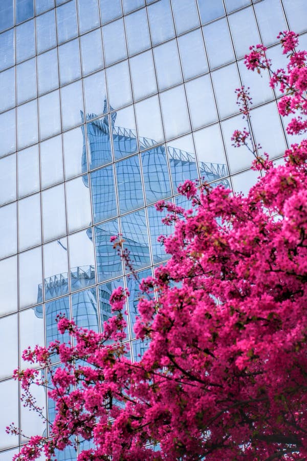 Paris La Defense with Spring Tree in France Stock Photo - Image of ...