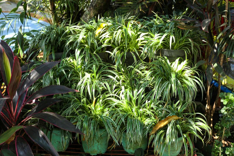 Paris Lilies in the Garden with Green Leaves Stock Photo - Image of ...