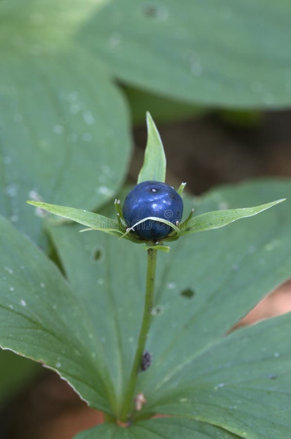 Paris quadrifolia plant stock photo. Image of macro, plant - 97934126