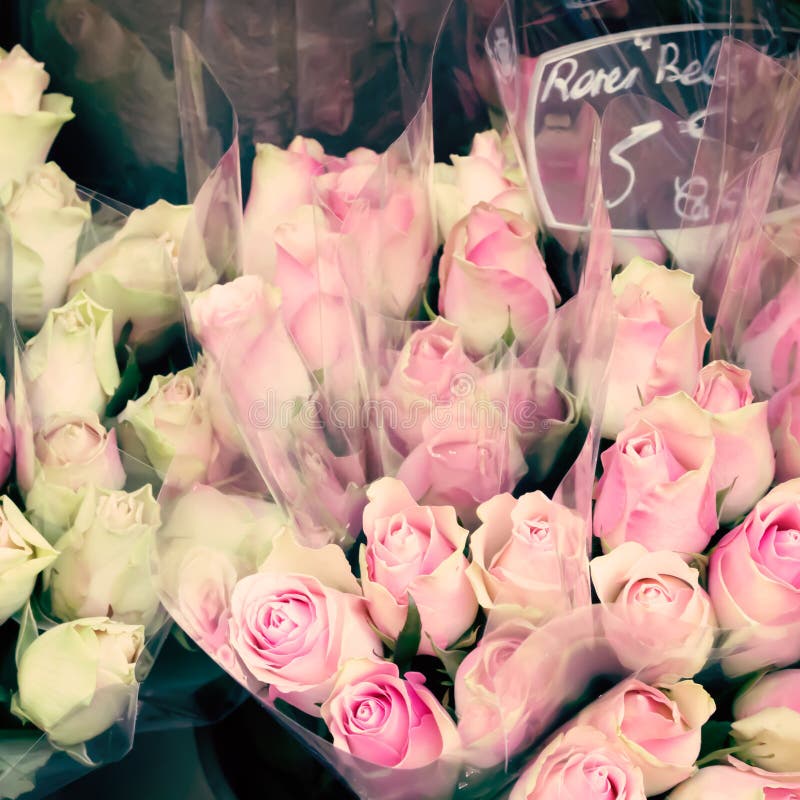 Paris roses stock photo. Image of flower, artistic, crumpled - 80235882