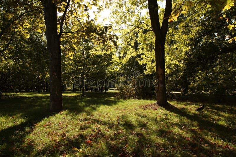 Park stock photo. Image of trees, good, park - 160983212