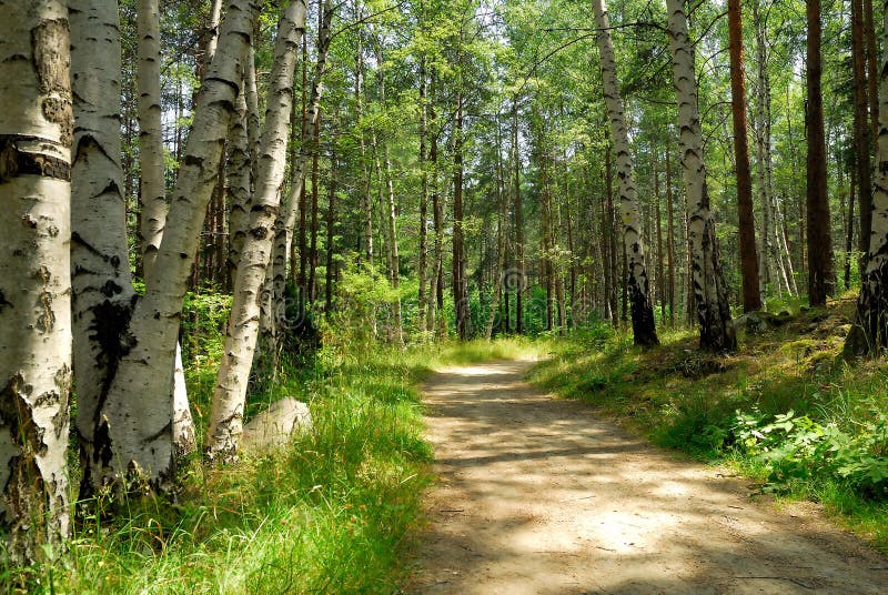 Crossroads in the forest stock photo. Image of hike, bush - 3448364