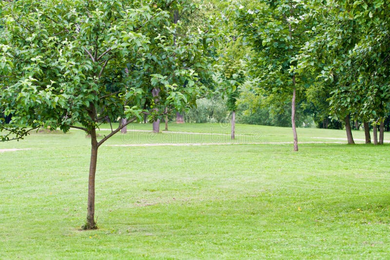 Trees in a Park stock image. Image of bright, closeup - 42961635