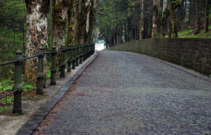 Park alley stock image. Image of foliage, green, passage - 51155497