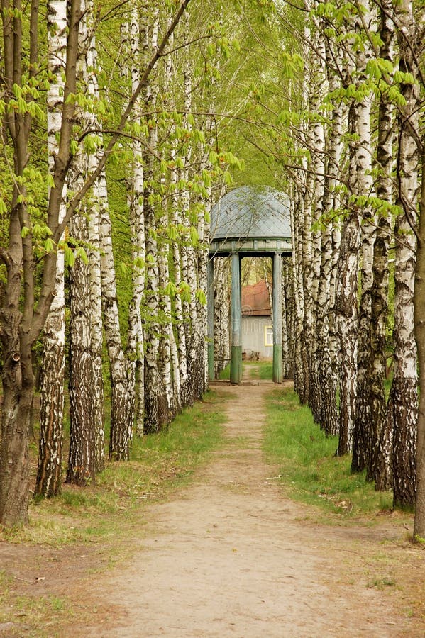 Park alley stock photo. Image of alley, walkway, forest - 2367698