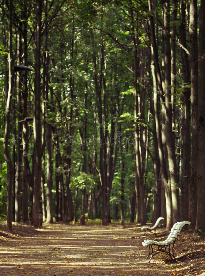 Park alley stock image. Image of pathway, path, flora - 26734947