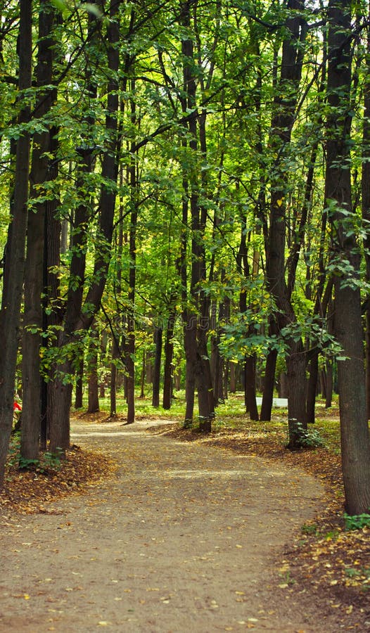 Park alley stock image. Image of orange, fall, autumn - 26749419