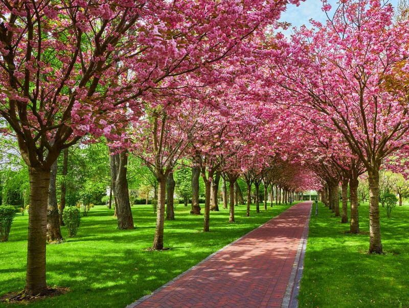 Park with Alley of Blossoming Red Apple Trees Stock Photo - Image of ...
