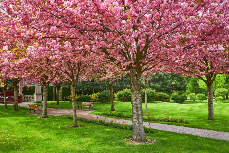 Park with Alley of Blossoming Red Apple Trees Stock Photo - Image of ...
