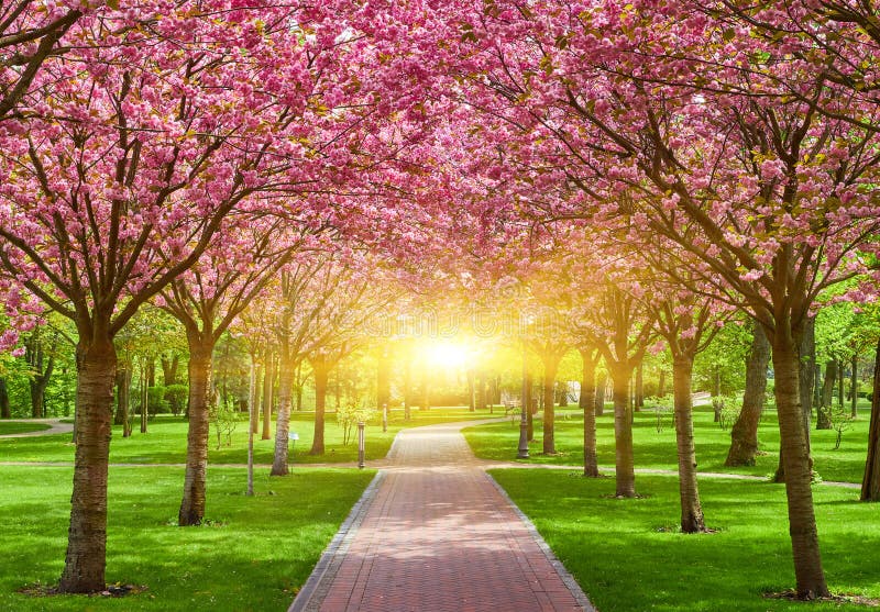 Park with Alley of Blossoming Red Apple Trees Stock Image - Image of ...
